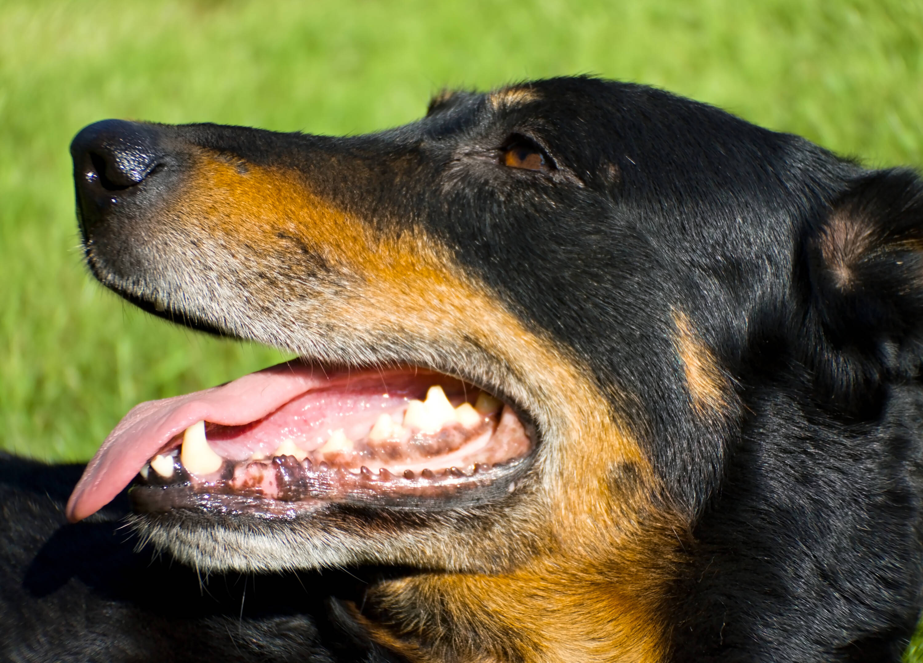 Encías negras en los perros: ¿por qué ocurre y cómo puede ayudar a su ...