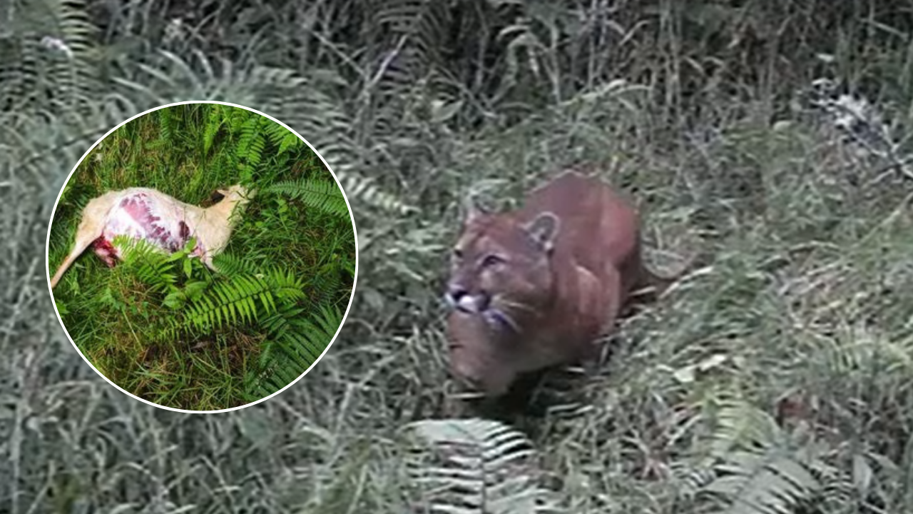 Se descubre qué era lo que estaba matando a ganado en Caldas: puma es ...