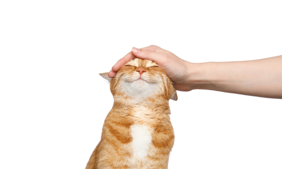 El misterio del ronroneo en gatos: científicos explican por qué los ...
