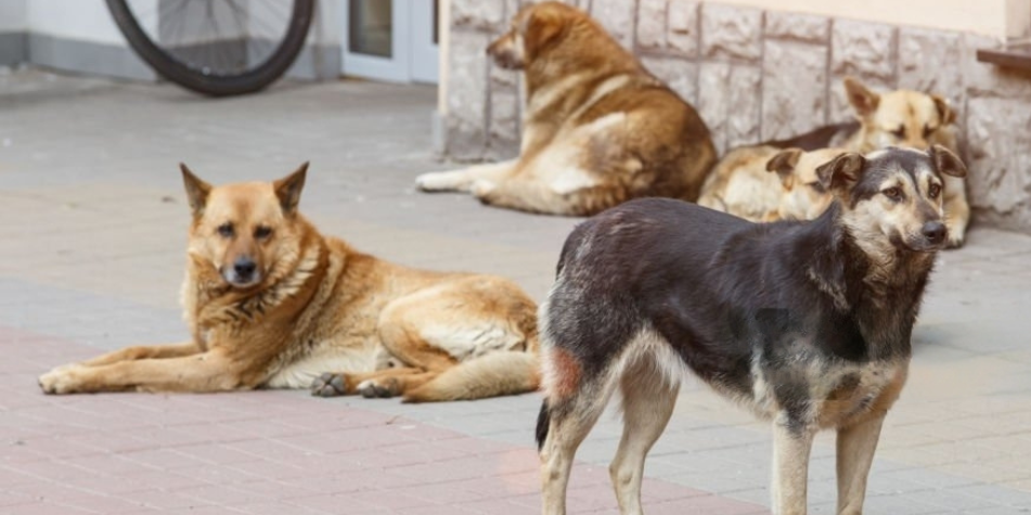 Perros criollos: características, personalidad, cuidados y todo lo que ...
