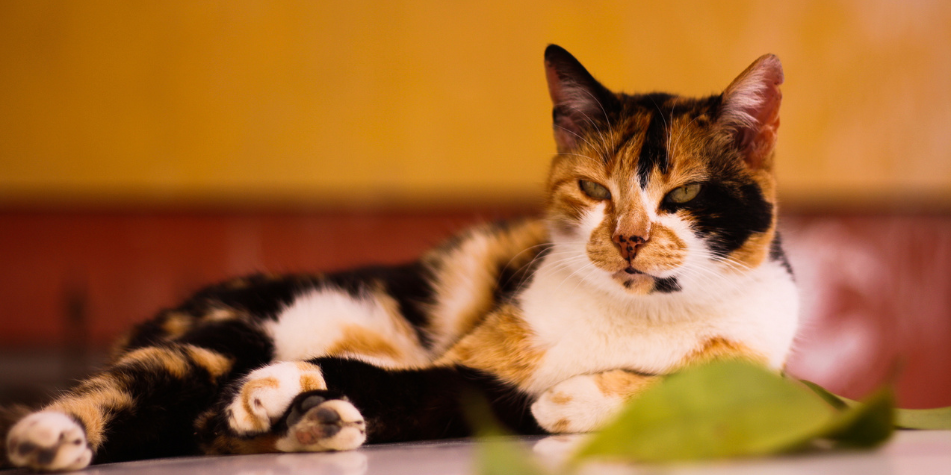 Gatos calicó: ¿por qué la mayoría de gatos de tres colores en su pelaje ...