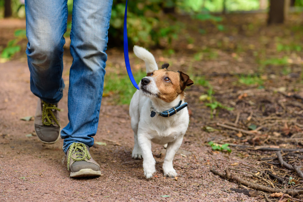 Parques de Bogotá adecuados para pasear cómodamente con su perro