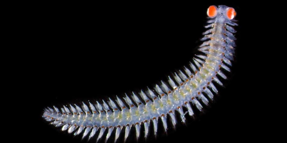 Descubren nueva especie de gusano en el Mediterráneo con ojos de otro mundo