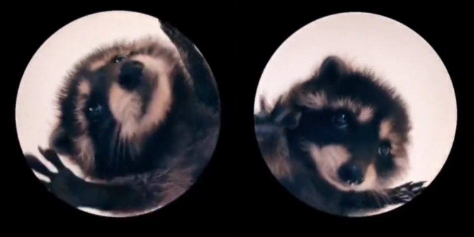 ¿De dónde surgió ‘Pedro, Pedro, Pedro’? El mapache que conquistó TikTok