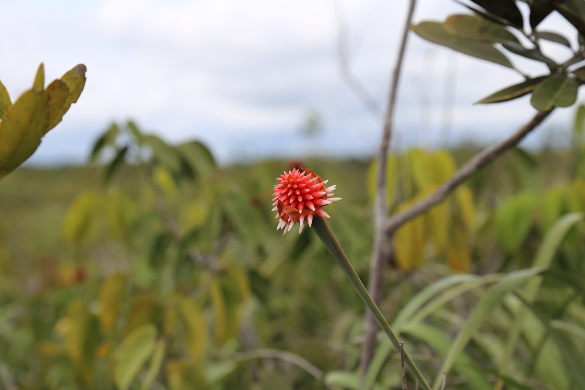 Flor de Inírida: todo lo que debe saber sobre la flor 'eterna' que será ...