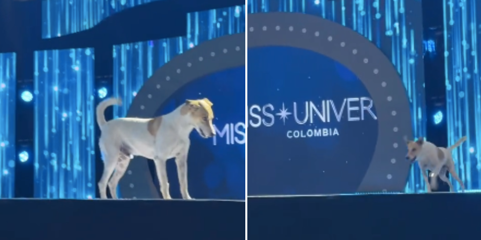 Video: perrito se coló en la pasarela de Miss Universe Colombia, piden ...
