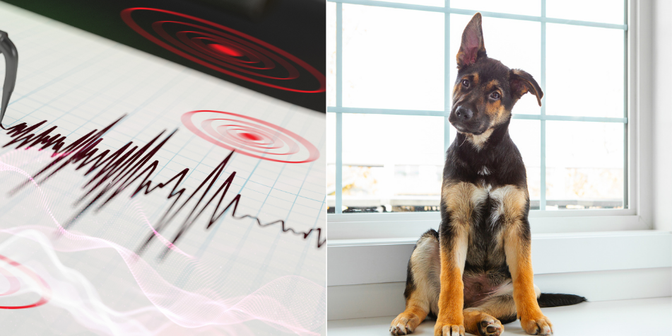 Estos son los seis sonidos que solo escuchan los perros, según ...