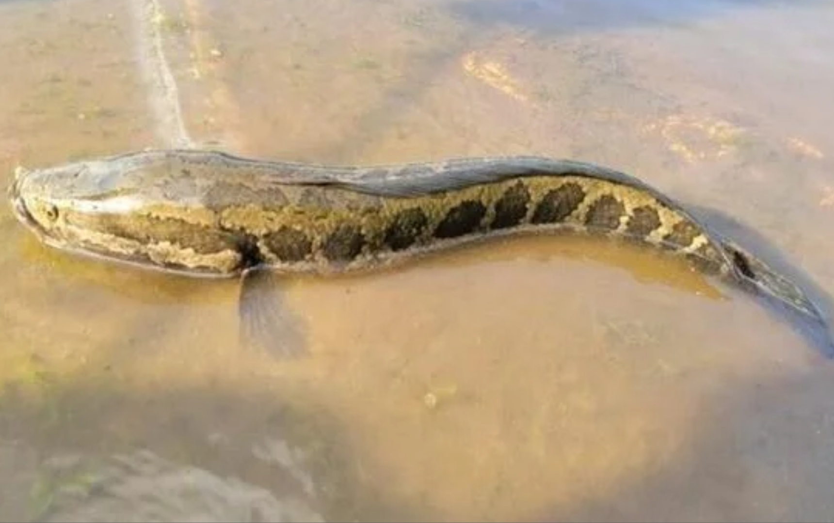 El hallazgo de un pez serpiente en EE.UU.: se arrastra por la tierra ...
