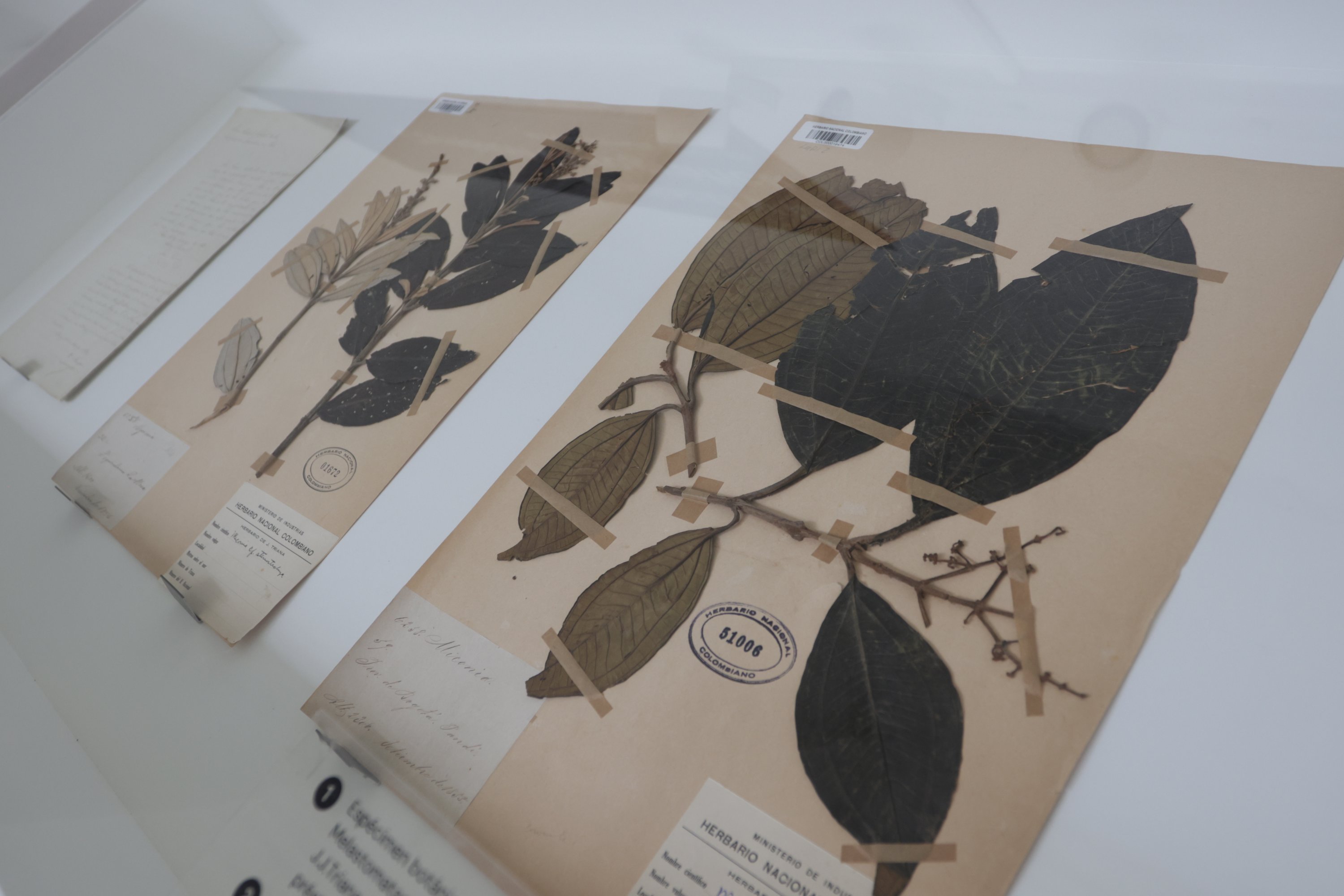 La historia de los mapas y bocetos inéditos de Agustín Codazzi que ...