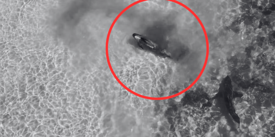 (Video) Momento en el que un tiburón blanco devora a una ballena piloto ...