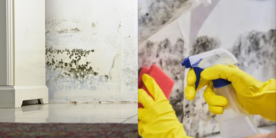 El truco de arquitectos para eliminar el moho de las paredes con un ...