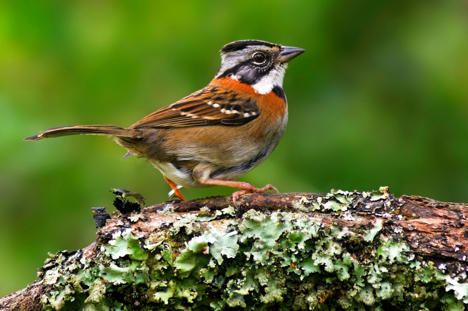¿Por qué los copetones están desapareciendo de Bogotá y la sabana?