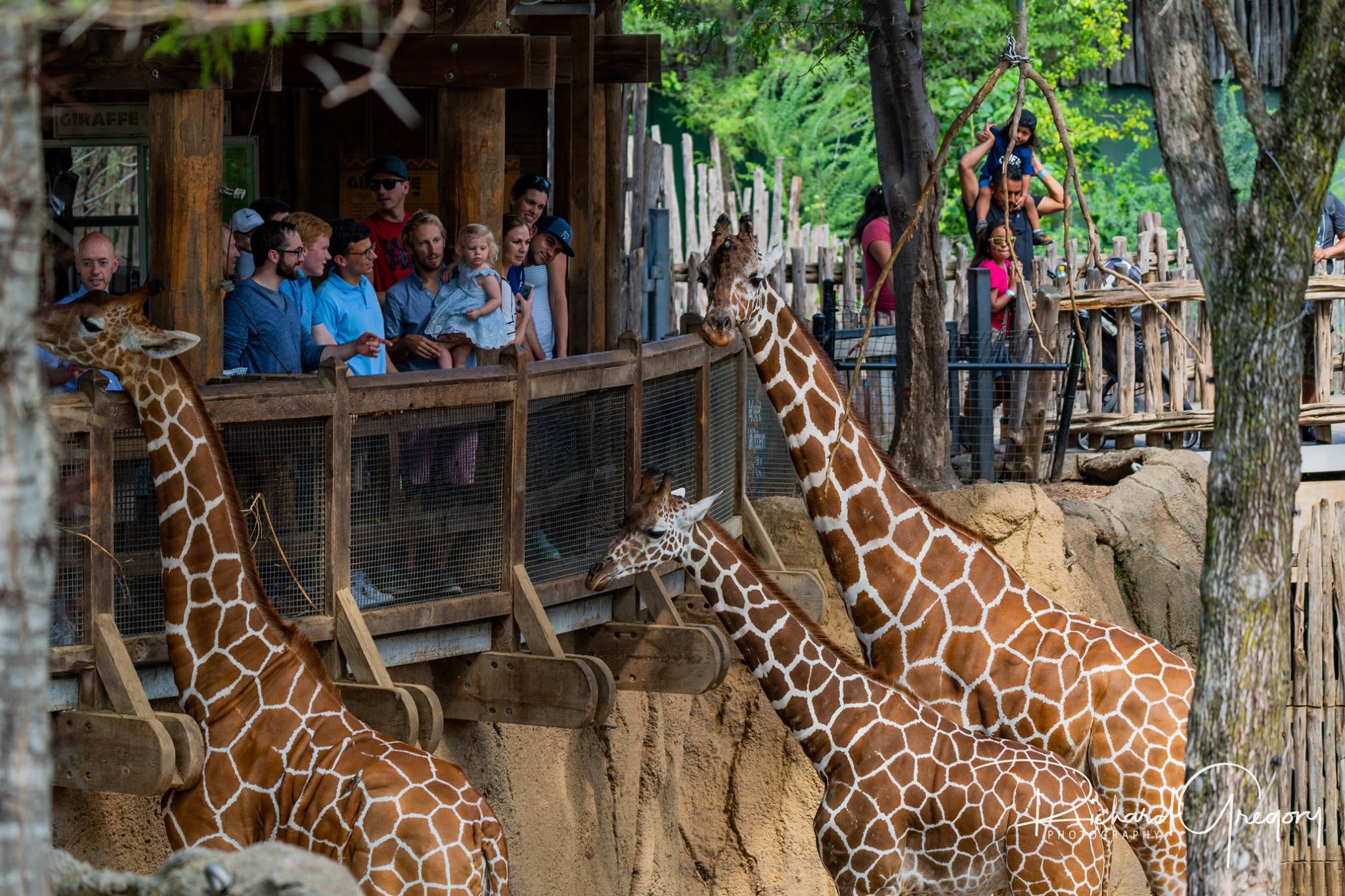 Texas: estos 2 días la entrada del Dallas Zoo costará solo 1 dólar