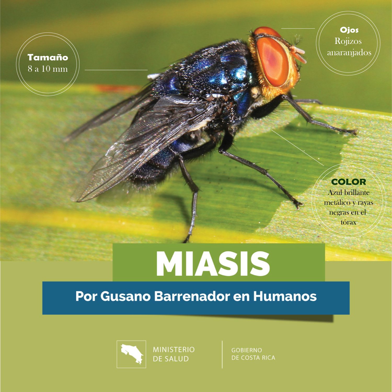 Esta es la razón por la que Estados Unidos libera millones de moscas ...