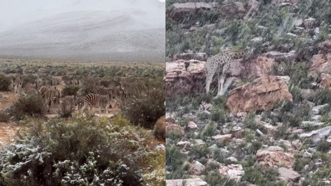 Cae nieve en África: las imágenes y videos del fenómeno meteorológico