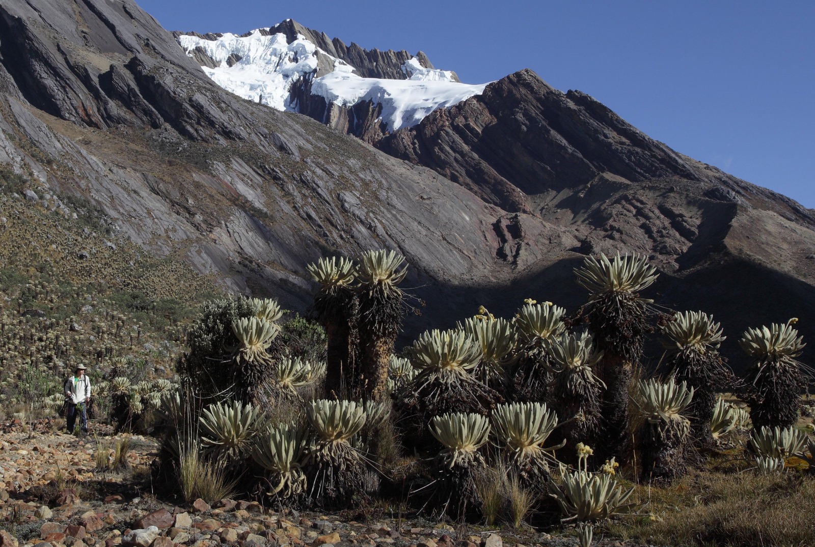 'Cuatro glaciares andinos son ahora más pequeños de lo que nunca han ...
