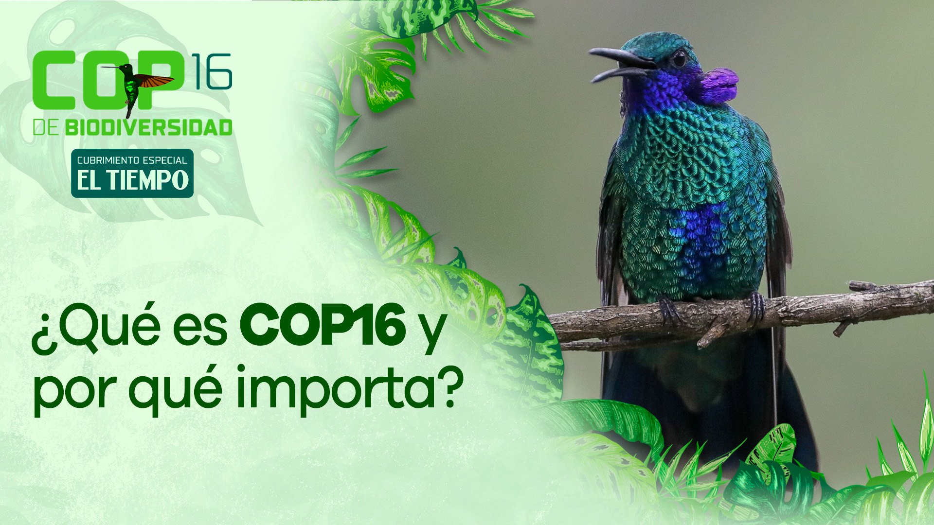 COP16: ¿por qué será en Cali y cuál es la agenda del evento? Le contamos