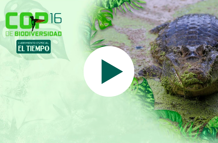 COP16: ¿Qué es, por qué es importante y qué le deja a Colombia la Cumbre de Biodiversidad?