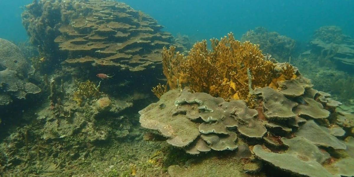 COP16: la resiliencia de los Corales de Varadero en la Bahía de ...
