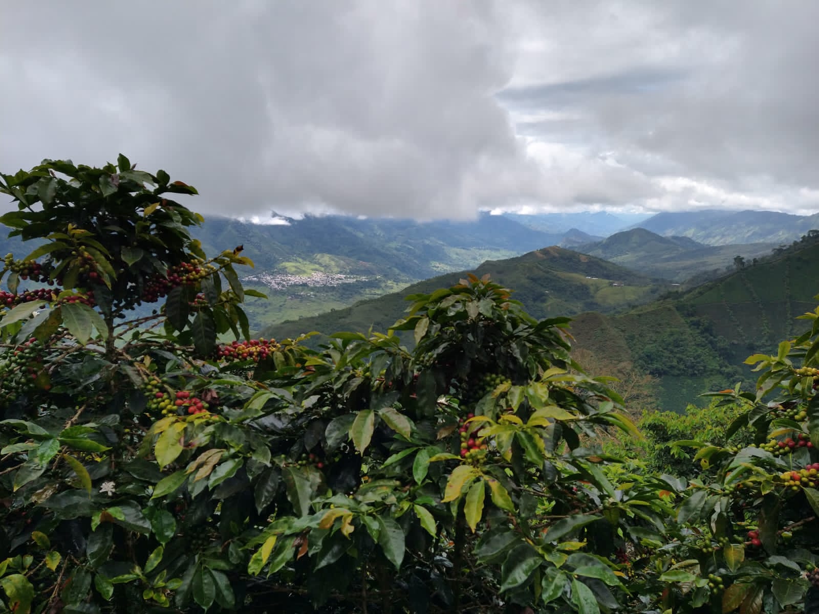 ¿Por qué el café de Planadas, Tolima, conquista a los compradores del ...