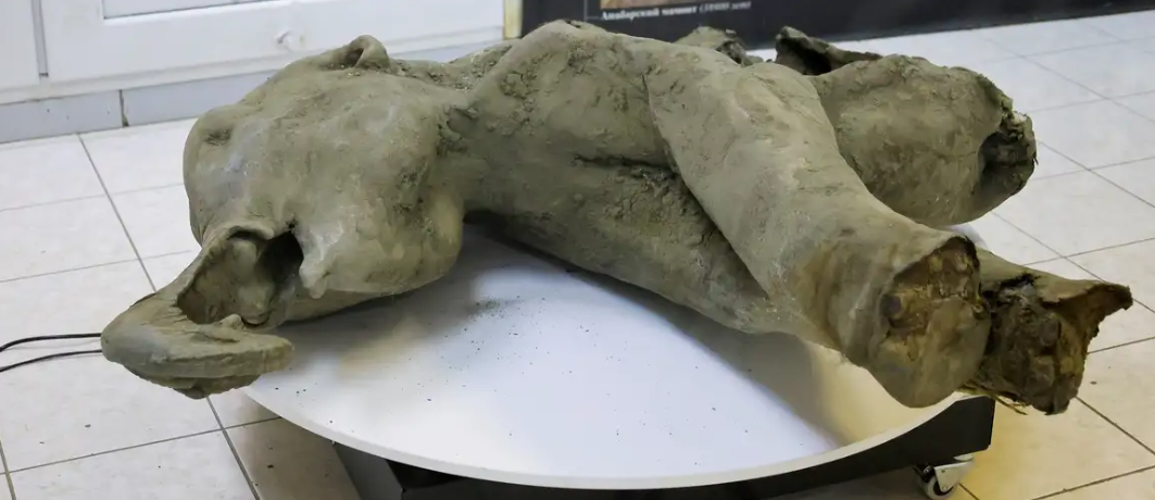 Ella es 'Yana', la bebé mamut mejor conservada de toda la historia: fue ...