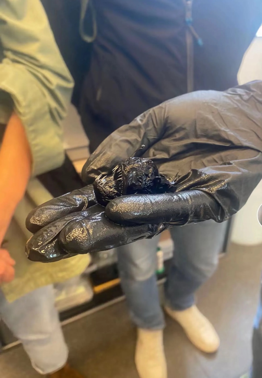 ¿Qué pasó con el pez diablo que subió del abismo a la superficie para ...