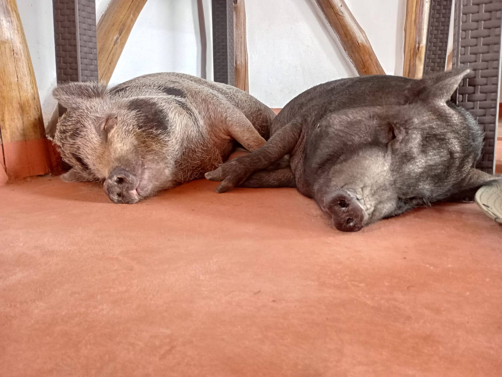 Lo que hay detrás de la comercialización de los 'mini pigs' o cerdos ...