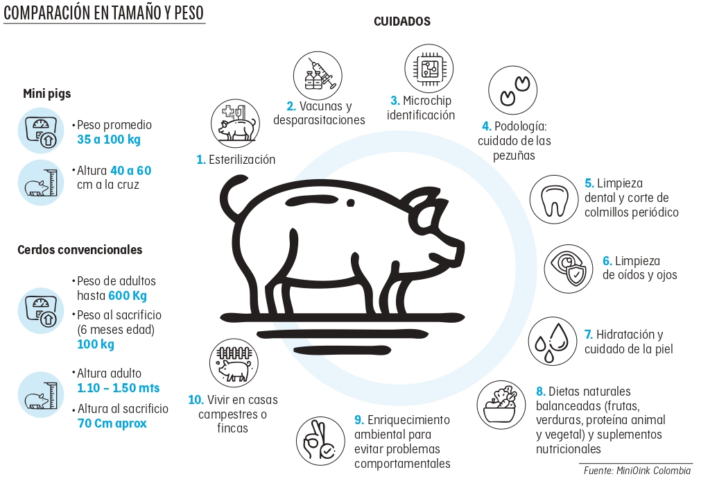 Lo que hay detrás de la comercialización de los 'mini pigs' o cerdos ...