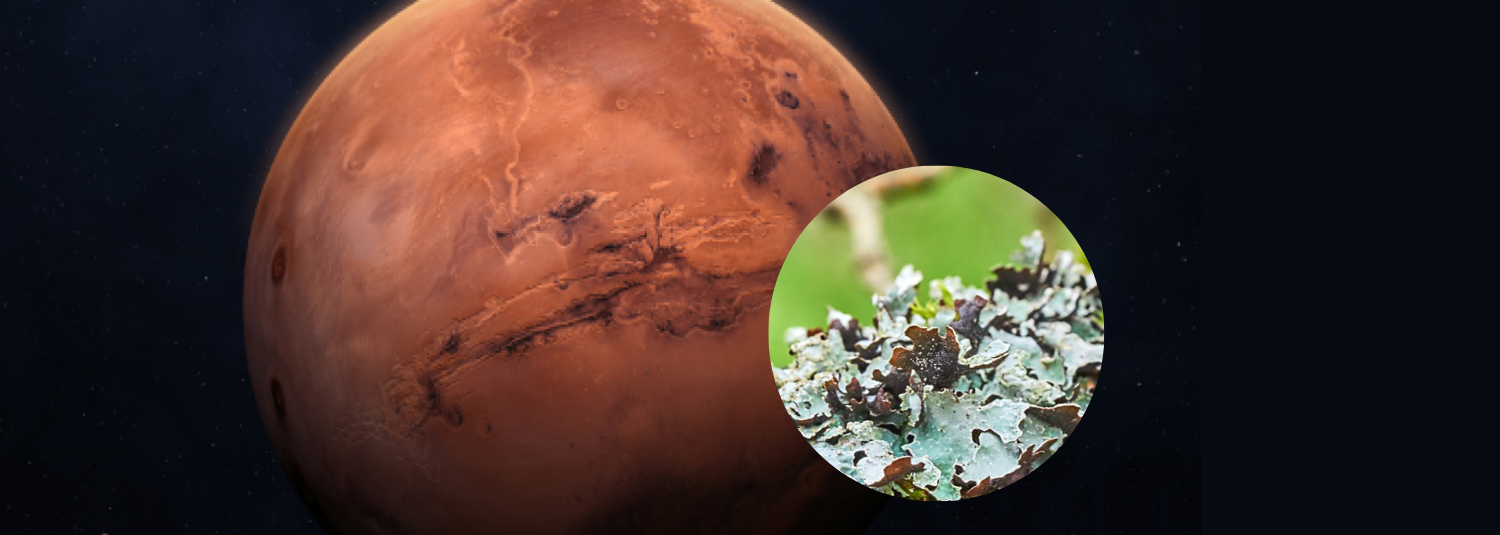 ¿Plantas en Marte? Científicos descubren una especie que sería capaz de ...