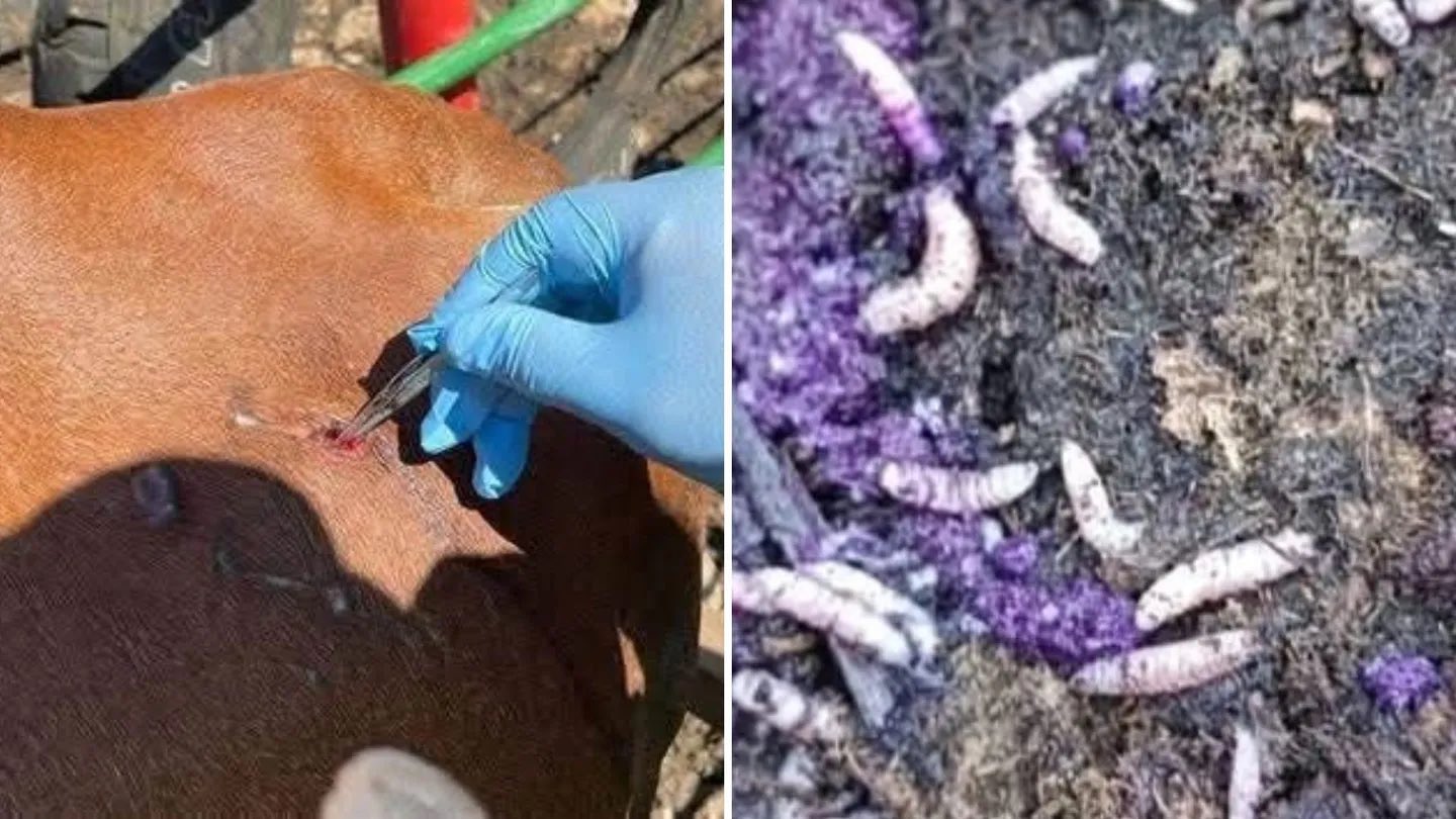 México confirma primer caso humano de miasis por gusano barrenador en una mujer de 77 años