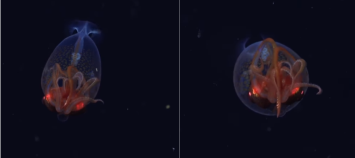 Por primera vez, los científicos logran avistar un calamar colosal vivo ...