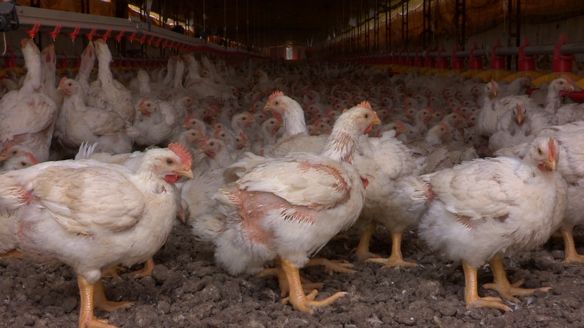 ICA suspende de manera temporal importaciones de aves vivas procedentes ...