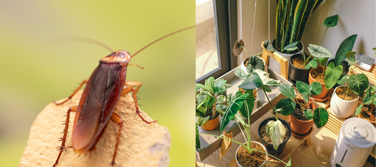 ¿Ha visto estos pequeños insectos plateados en su casa? ¡Ojo! Puede ser ...