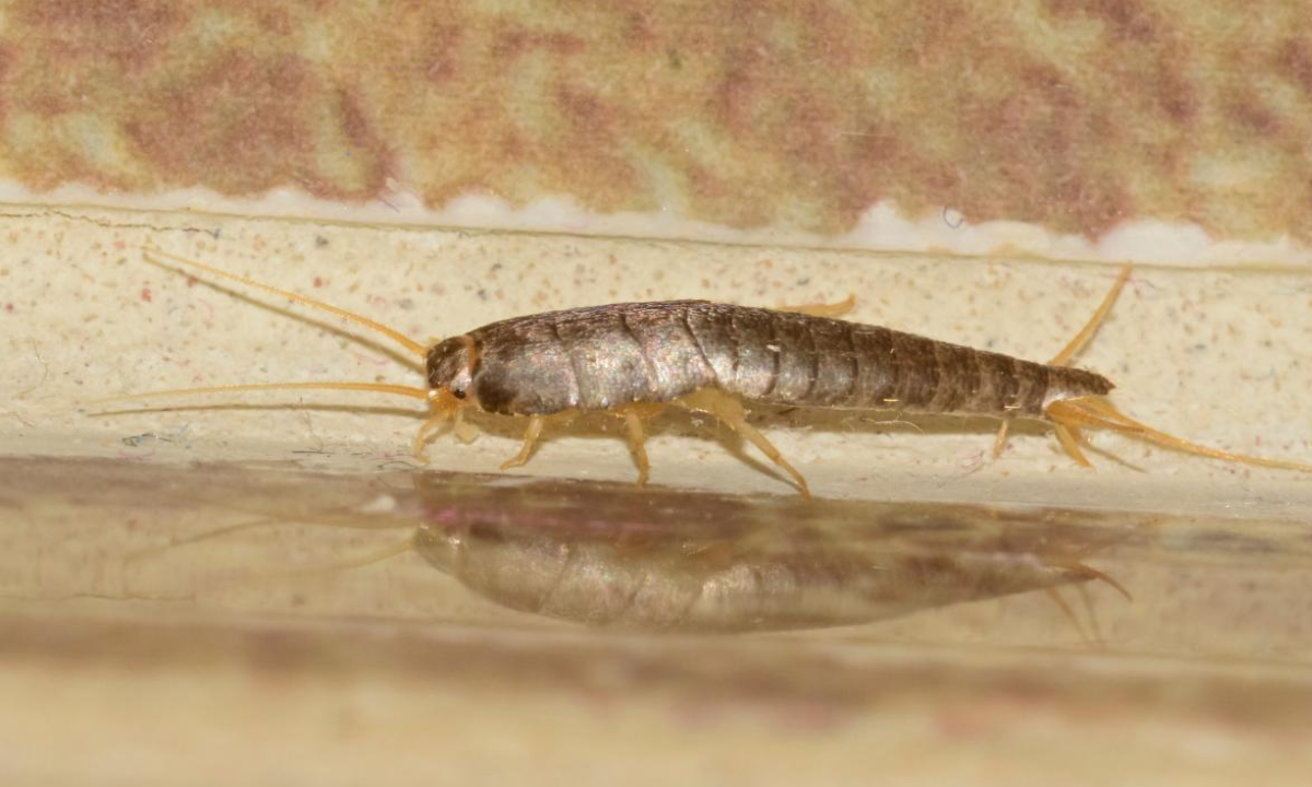 ¿Ha visto estos pequeños insectos plateados en su casa? ¡Ojo! Puede ser ...