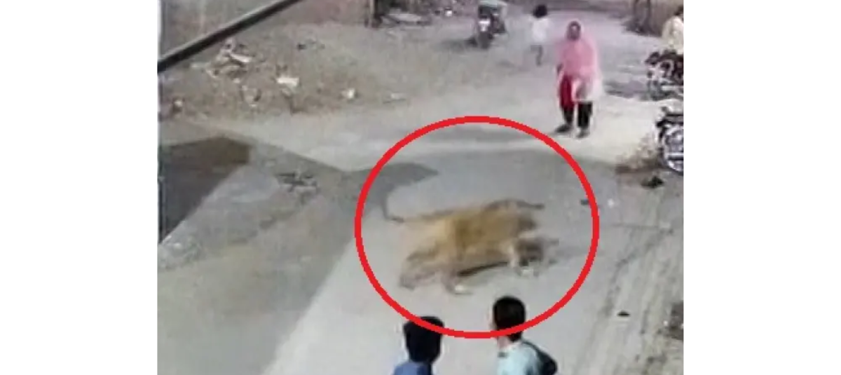 Video | El angustiante momento en que un león salta un muro y ataca a ...